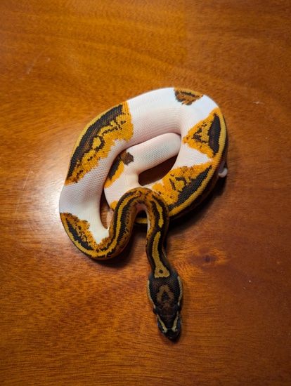 Yellow Belly Piebald (Pumpkin Piebald) Ball Python by Christopher Reptile.