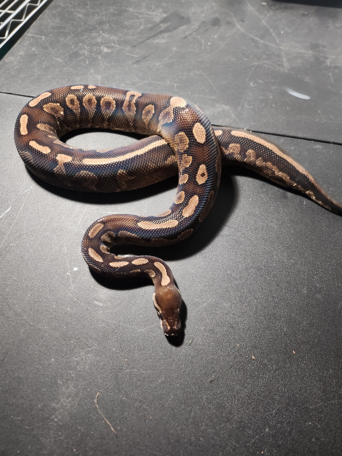 Cinnamon Yellowbelly Mojave Calico Ball Python by Christopher Reptile ...