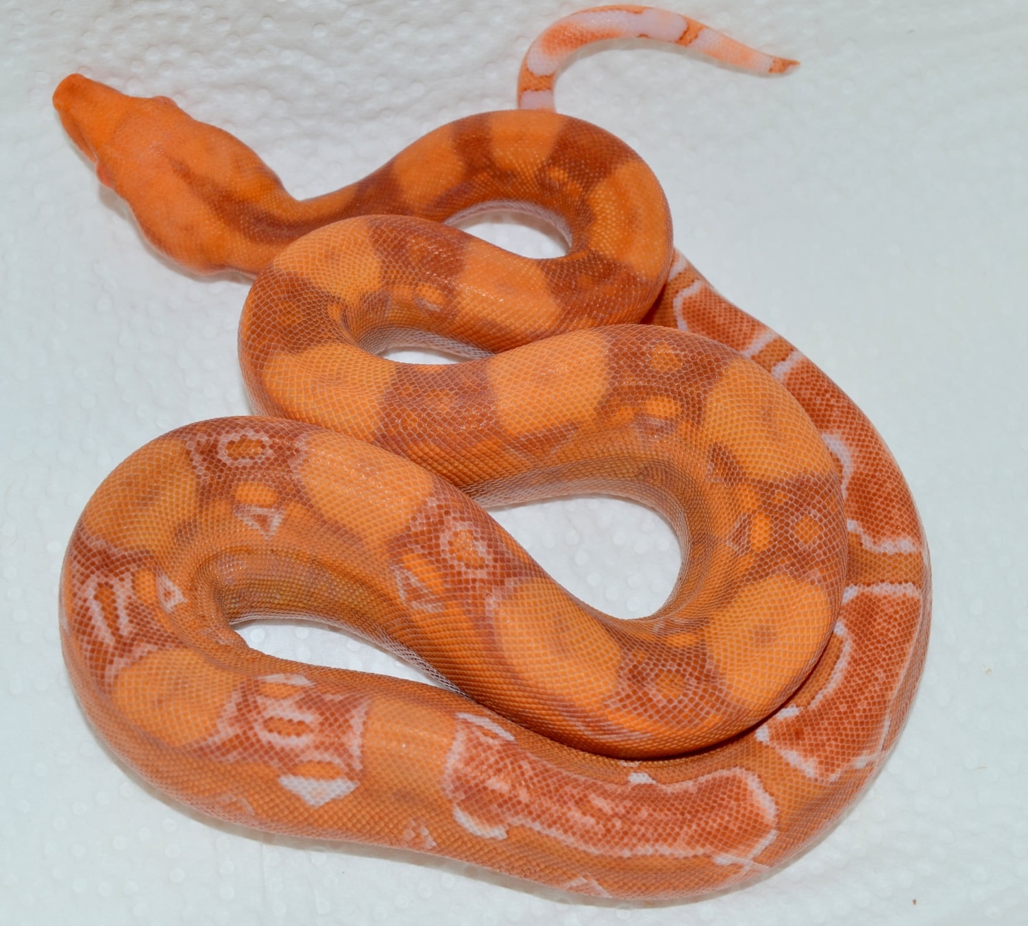 Red Dragon Boa Constrictor by Christos Skliris - MorphMarket