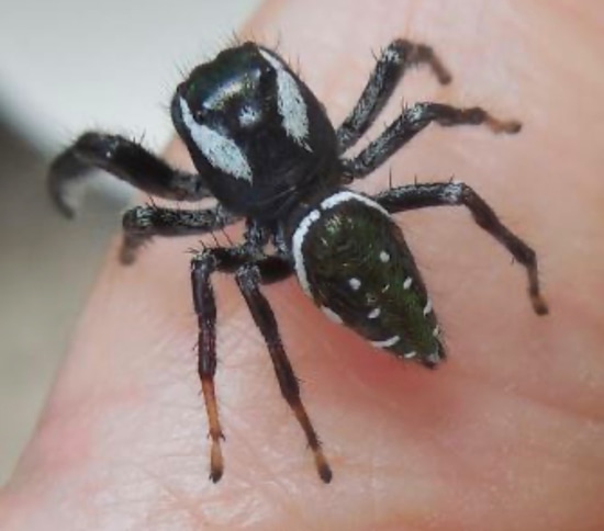 Paraphidippus Aurantius (Emerald Jumping Spider) by Chi City Spood Squad