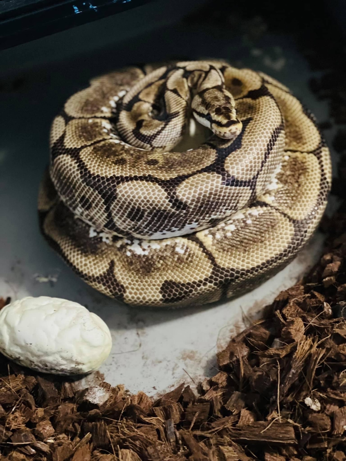 RTB Spider Fire Ball Python by Bay Area Ballers - MorphMarket