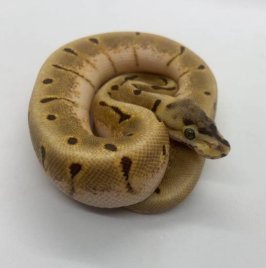 Pastel Enchi OD Spider Het Hypo Pos S.Enchi Ball Python by Bay Area Ballers