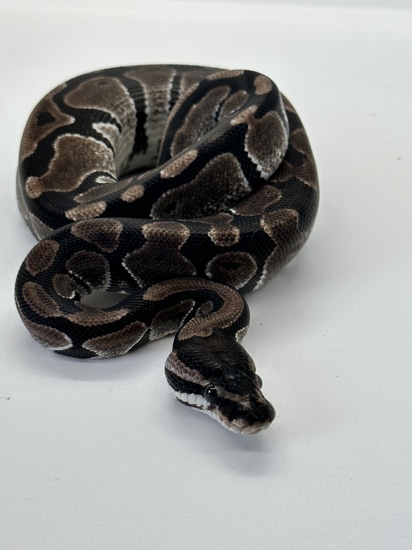 TSK Axanthic Het Pied Ball Python by Bay Area Ballers