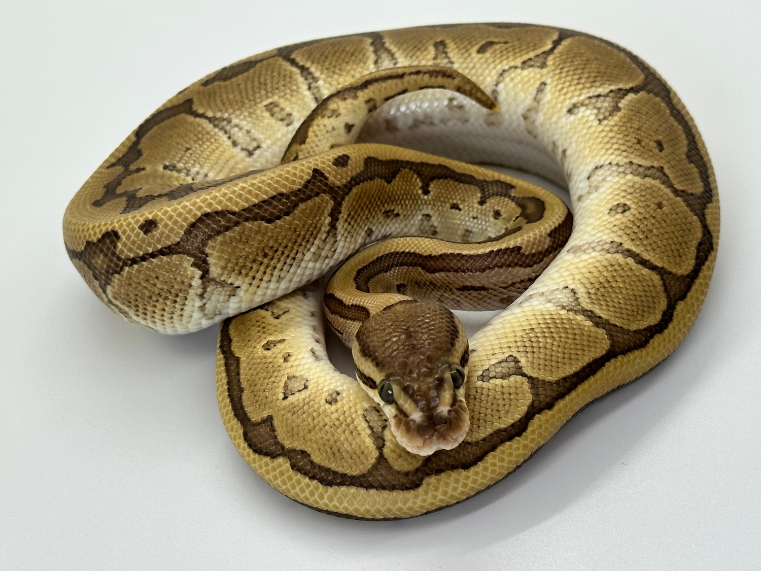 Acid Lesser Pinstripe Hypo Ball Python by Bay Area Ballers - MorphMarket