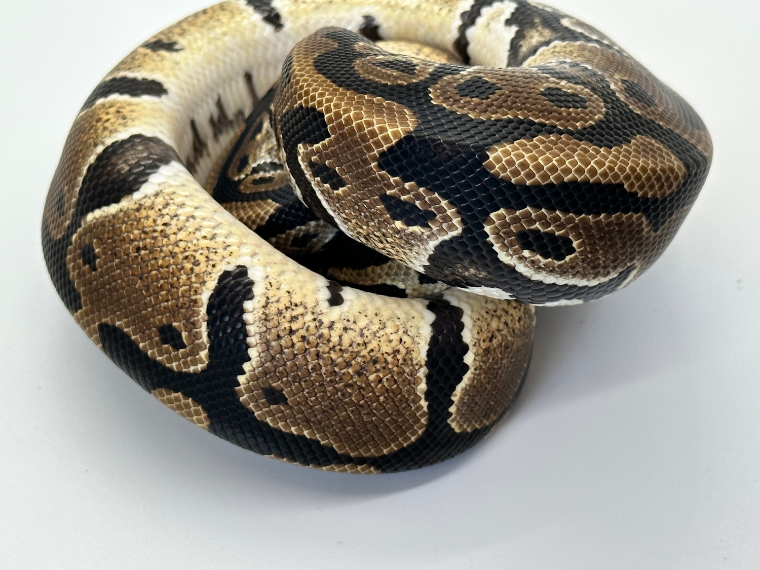 Double Het TSK Axanthic Pied Ball Python by Bay Area Ballers - MorphMarket