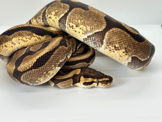 Enchi Ball Python by Bay Area Ballers