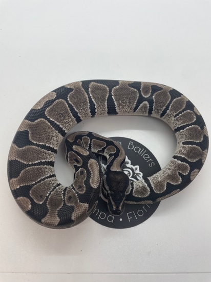 TSK Axanthic Het Pied Ball Python by Bay Area Ballers