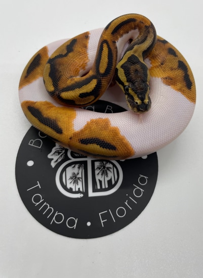 Pied Ball Python by Bay Area Ballers