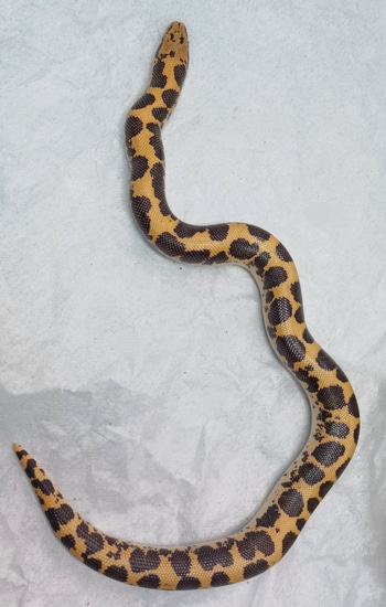 Normal 100% Het Anery Kenyan Sand Boa by Pumpkin's Patch Pets