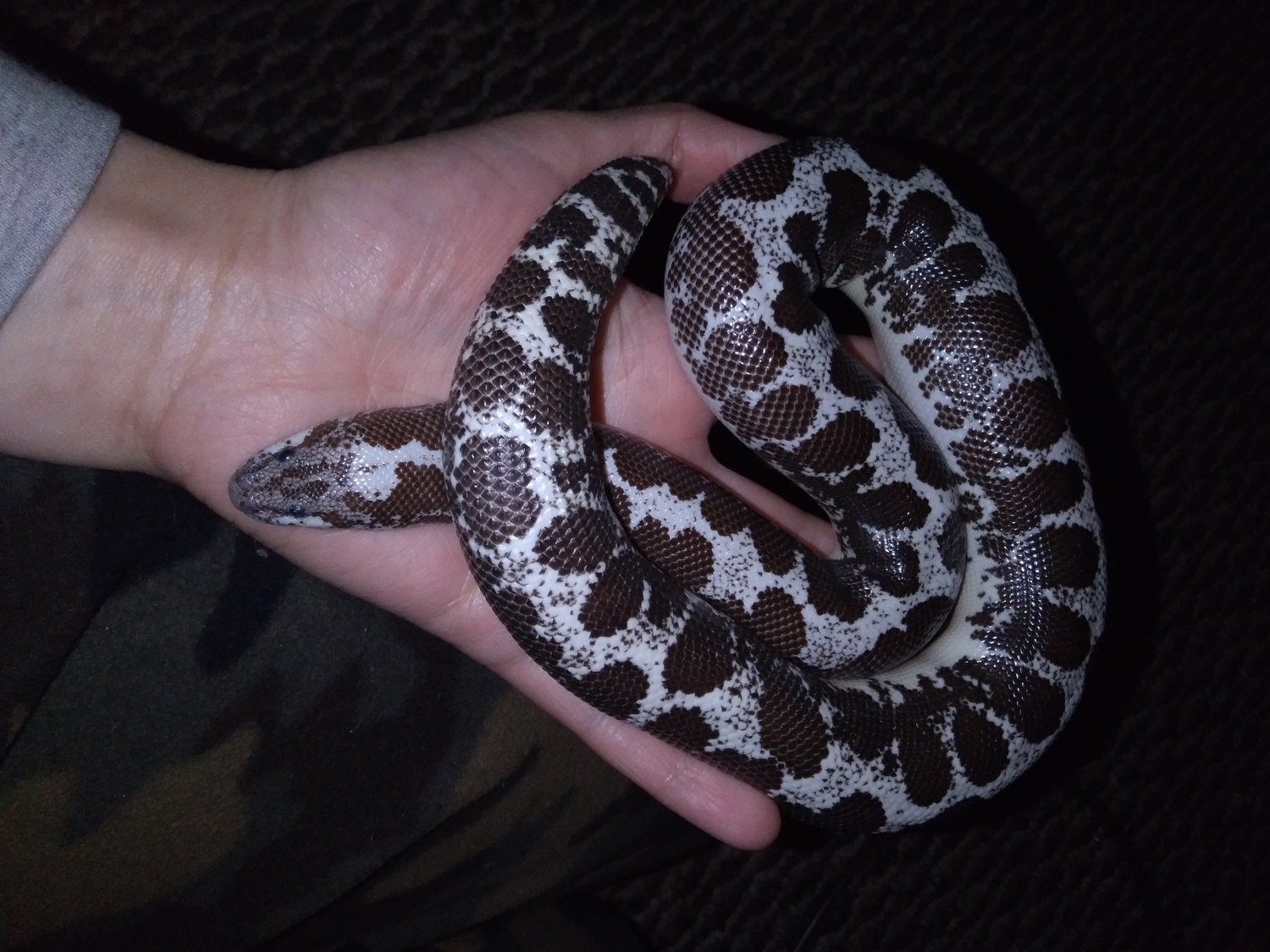 Anery "Yogurt" Kenyan Sand Boa by Pumpkin's Patch Pets - MorphMarket