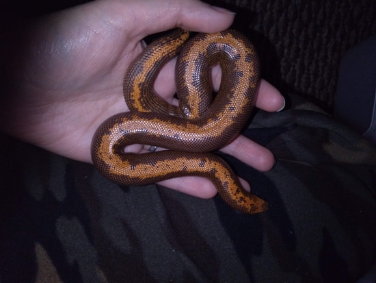 Stripe "Cheese" Kenyan Sand Boa by Pumpkin's Patch Pets