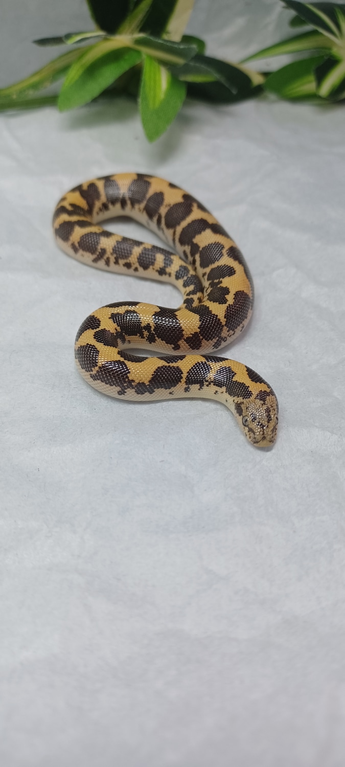 Normal 100% Het Anery Kenyan Sand Boa by Pumpkin's Patch Pets - MorphMarket