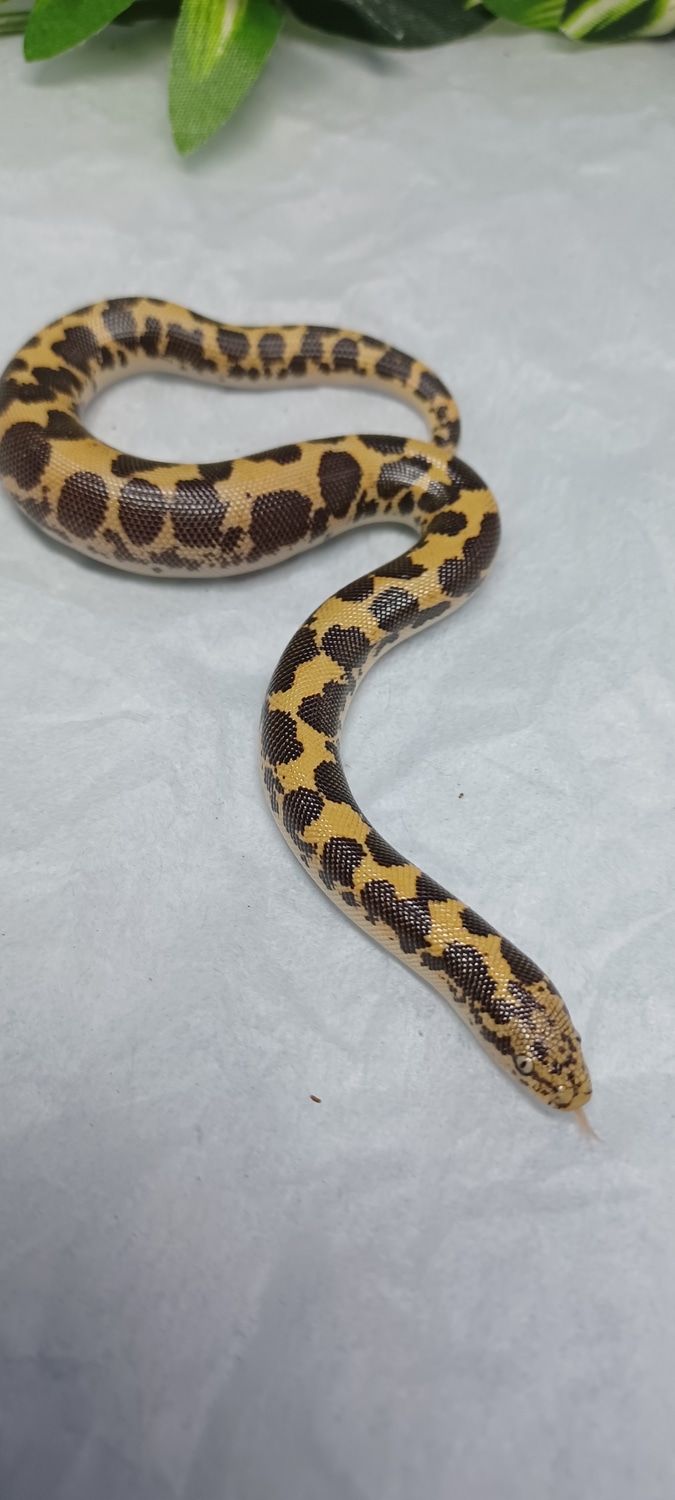 Normal 100% Het Anery Kenyan Sand Boa by Pumpkin's Patch Pets - MorphMarket