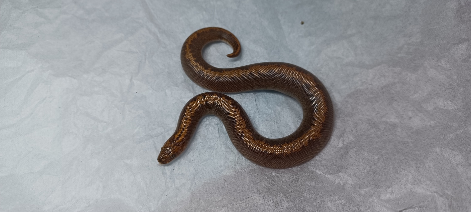 Stripe 100% Het Anery Kenyan Sand Boa by Pumpkin's Patch Pets - MorphMarket
