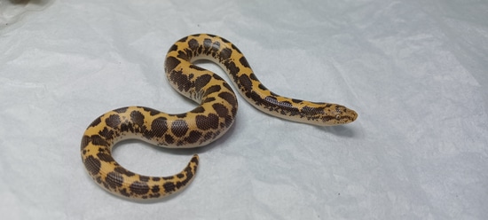 Normal 100% Het Anery Kenyan Sand Boa by Pumpkin's Patch Pets