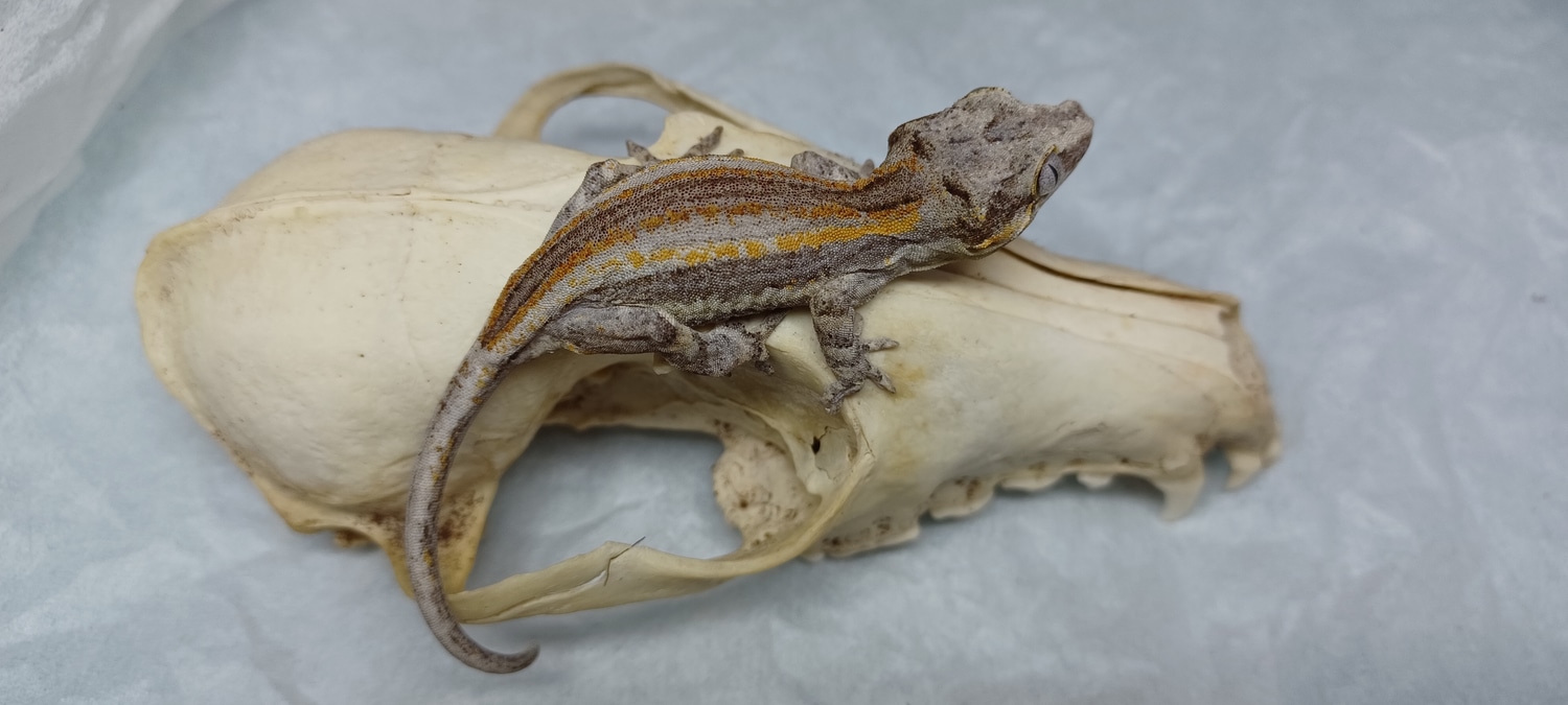 Red Stripe Offspring Gargoyle Gecko by Pumpkin's Patch Pets - MorphMarket