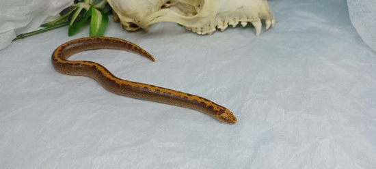 Stripe 100% Het Anery Kenyan Sand Boa by Pumpkin's Patch Pets