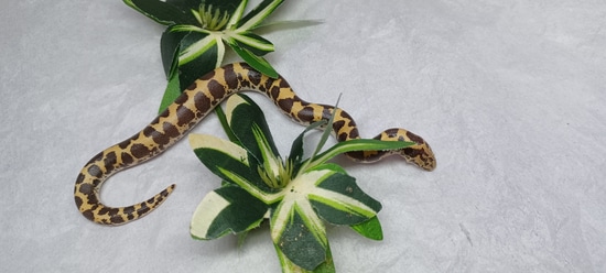 Normal 100% Het Anery Kenyan Sand Boa by Pumpkin's Patch Pets