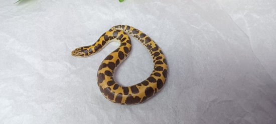 Normal 100% Het Anery Kenyan Sand Boa by Pumpkin's Patch Pets