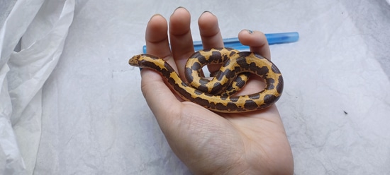 Yearling Normal 100% Het Anery Reduced Pattern Kenyan Sand Boa by ...