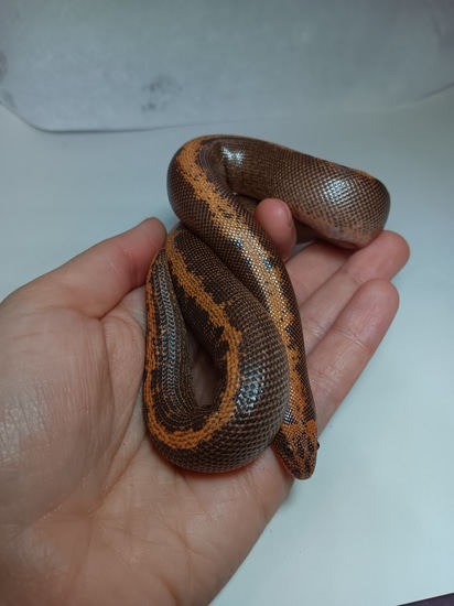 2022 Stripe 100% Het Anery Kenyan Sand Boa by Pumpkin's Patch Pets