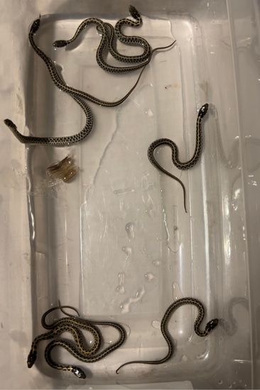 Checkered Garter Garter Snake by Blue Line Garters