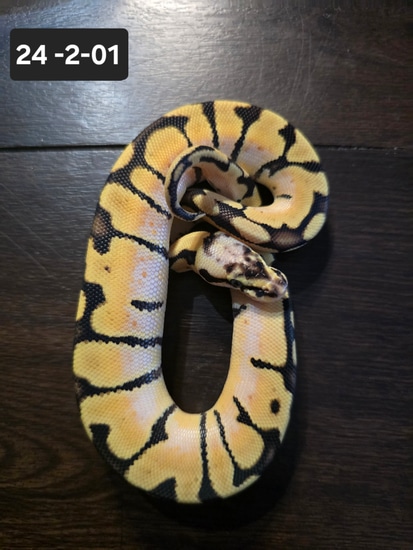 Calico Firefly Bee Ball Python by TOS Herps