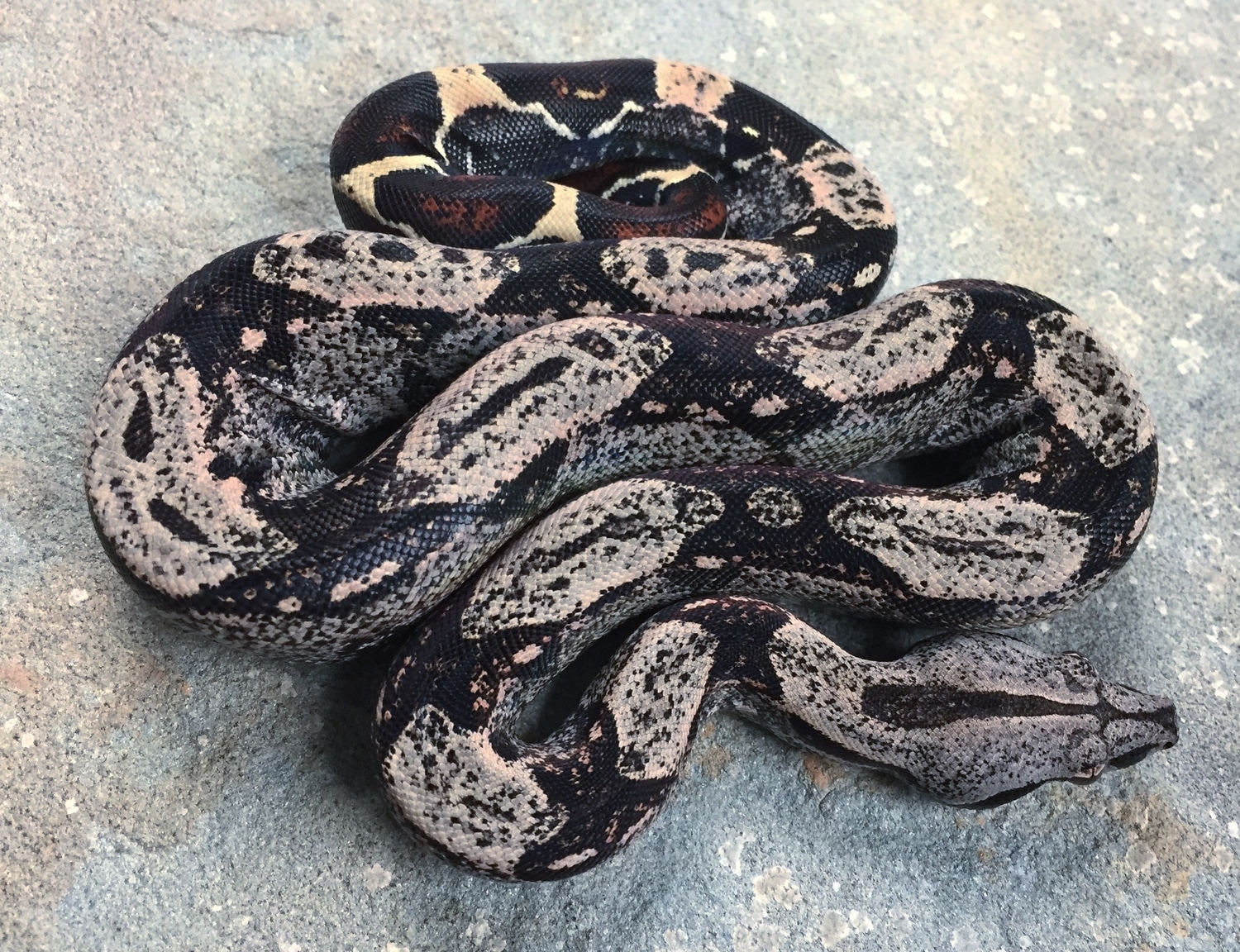 IMG Het Purple Sharp Albino Boa Constrictor by Chroma Constrictor ...