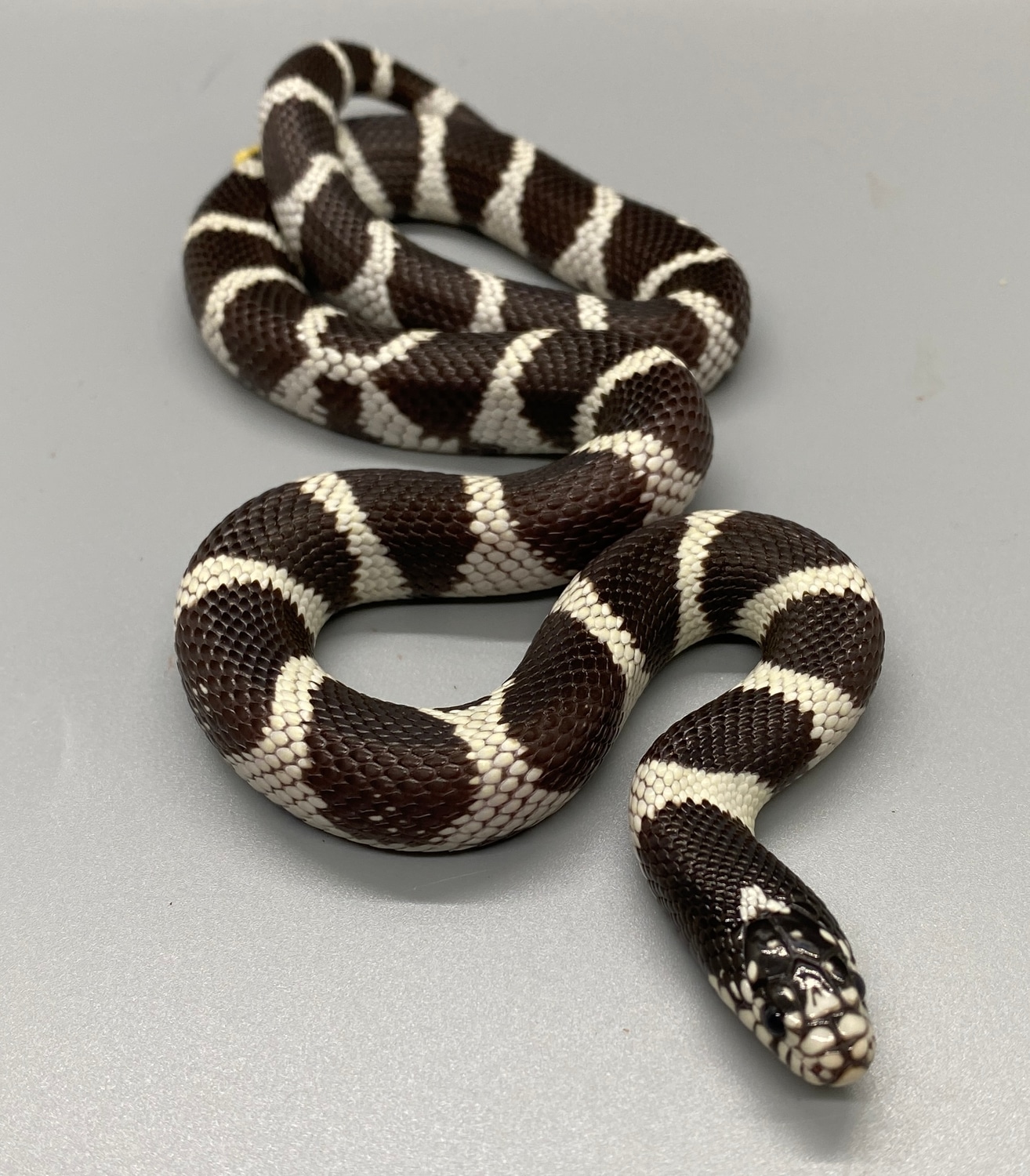 Banded California Kingsnake by Chromatik Kritters - MorphMarket