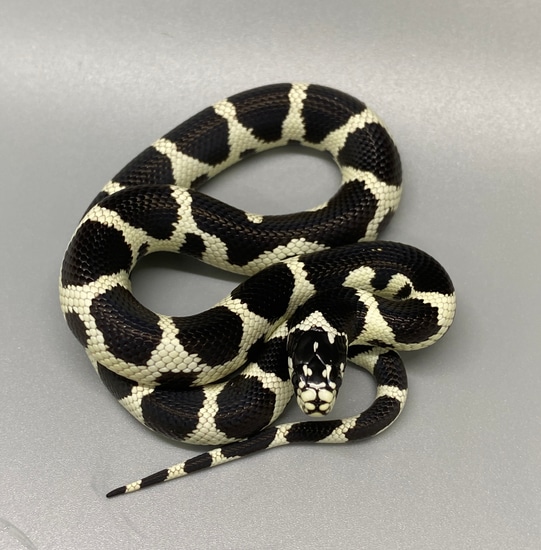 Aberrant California Kingsnake by Chromatik Kritters