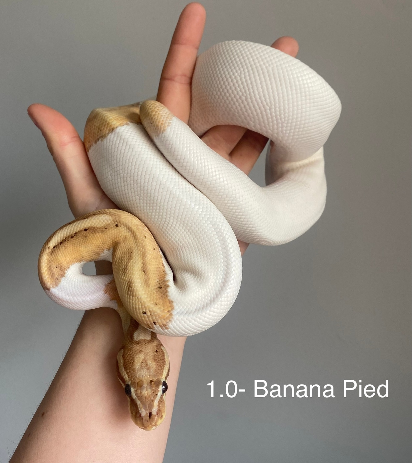 Banana Pied Ball Python by Chrystal_Balls - MorphMarket