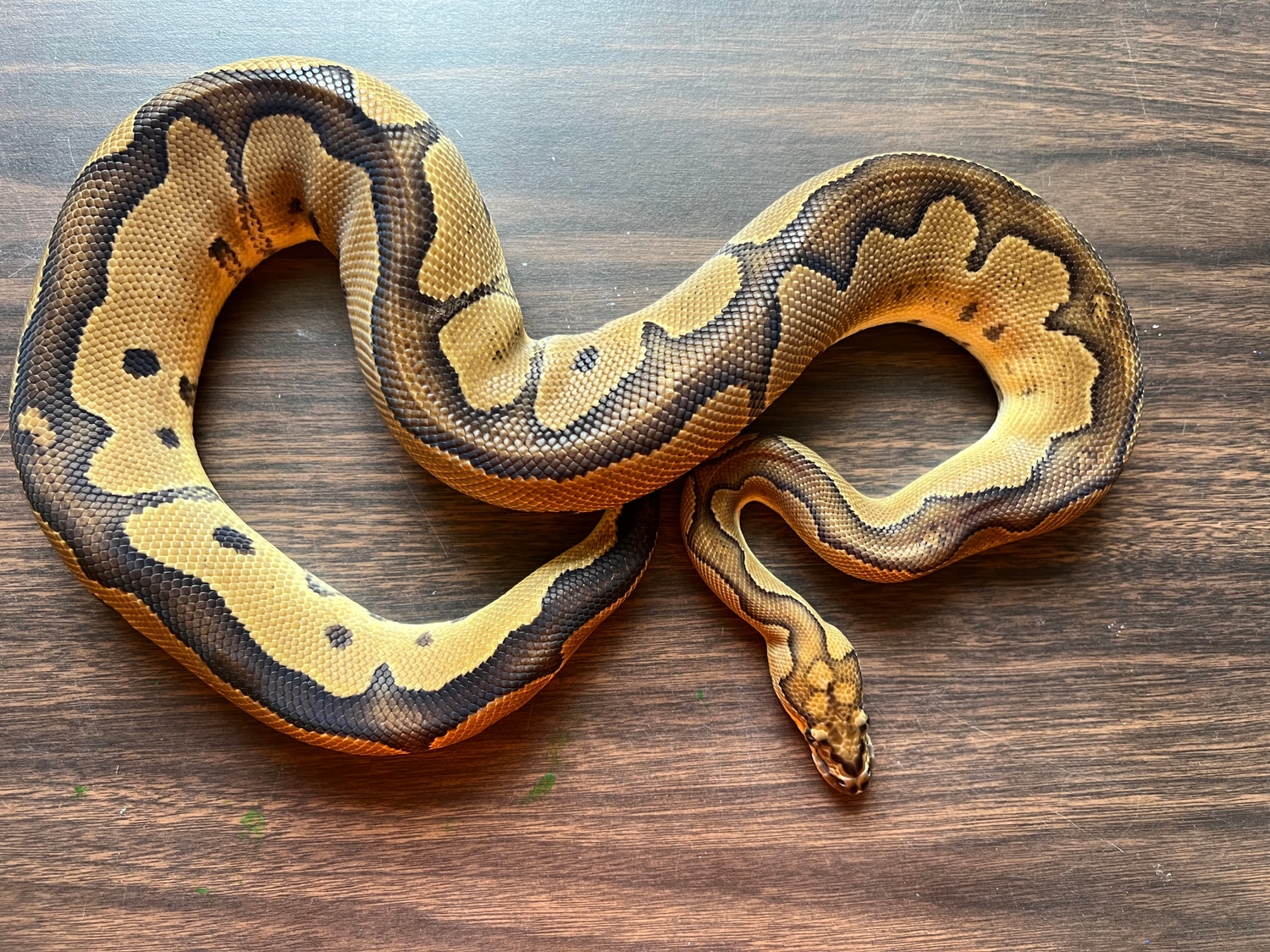 Super Blade Clown 100% Het Hypo Ball Python by C&J peculiar reptiles ...