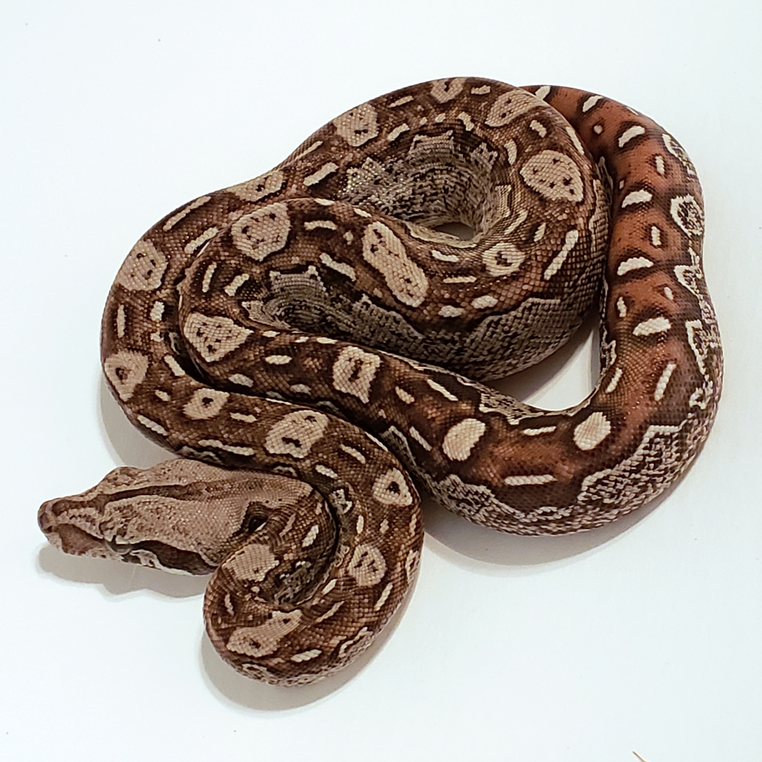 Aztec Het Snow Boa Constrictor by Stonewall Reptiles - MorphMarket