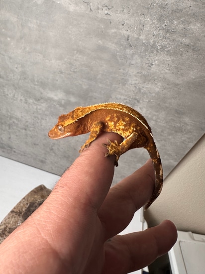 Red Harlequin Soft Scale Crested Gecko by Slab Side Geckos