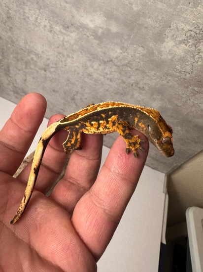 Soft Scale Halloween Tri Color Harlequin Partial Pinstripe Crested ...