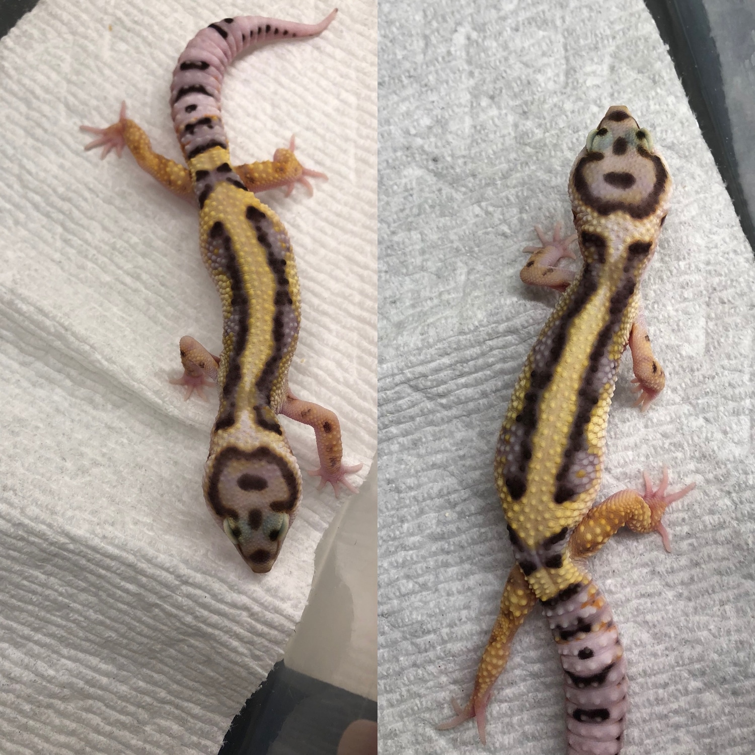 Striped Bandit Leopard Gecko by Cmj_reptiles - MorphMarket