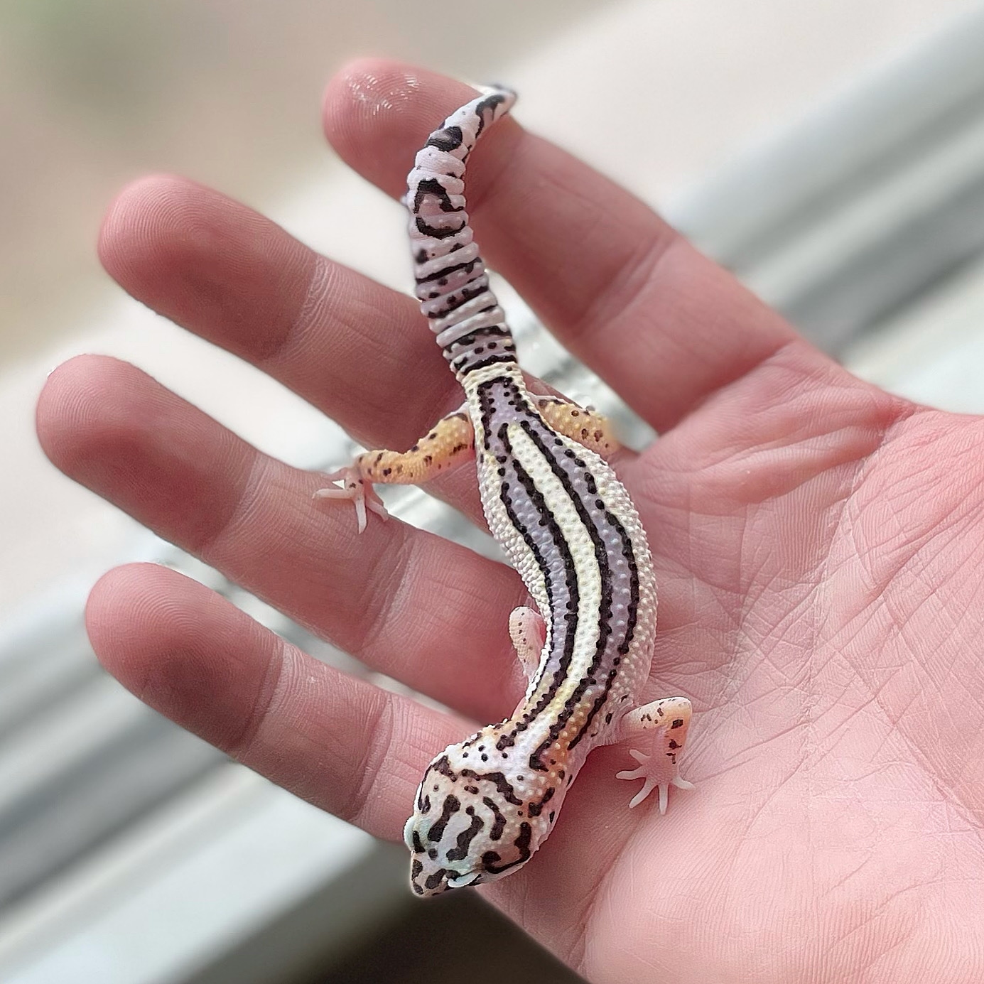 Striped Mack Snow Leopard Gecko by Cmj_reptiles - MorphMarket