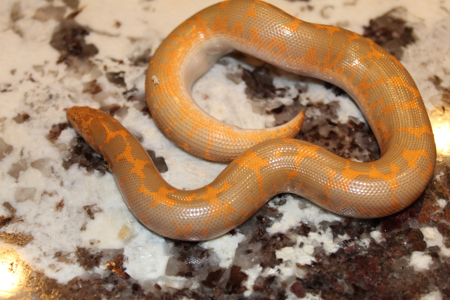 Albino Splash 100% Het Anery Kenyan Sand Boa by FriCutcheon Farms ...