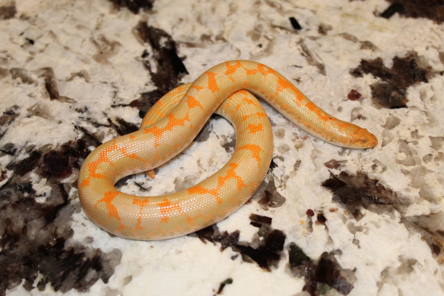 Albino 100% Het Splash & Anery (1/4 Cal Flame) Kenyan Sand Boa by ...
