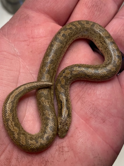 Cinnamon Russian Sand Boa by FriCutcheon Farms