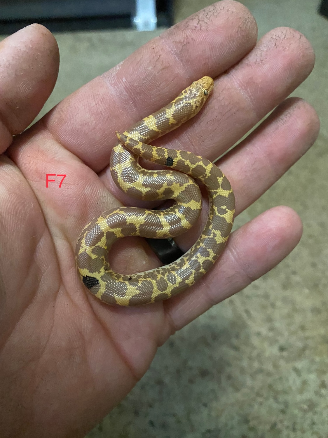 Albino Paradox Het Anery 6.25% Rufescens Kenyan Sand Boa by FriCutcheon ...
