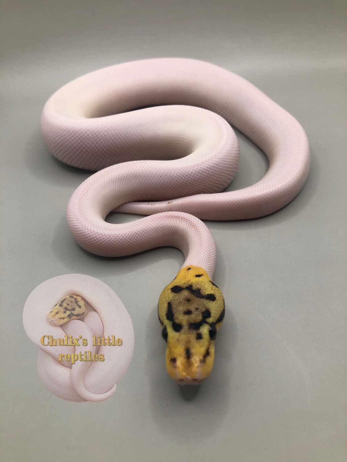 Spider Pastel Pied Ball Python by Chulix’s Little Reptiles - MorphMarket
