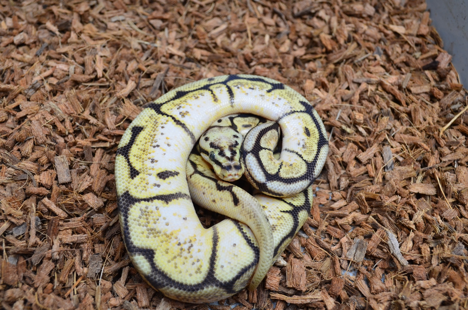 Free Shipping Bumblebee Het Pied Pos Axanthic Vpi Ball Python by Chulix ...