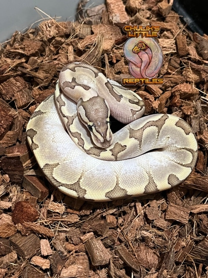 Free Shipping Bamboo Enchi Ball Python by Chulix’s Little Reptiles