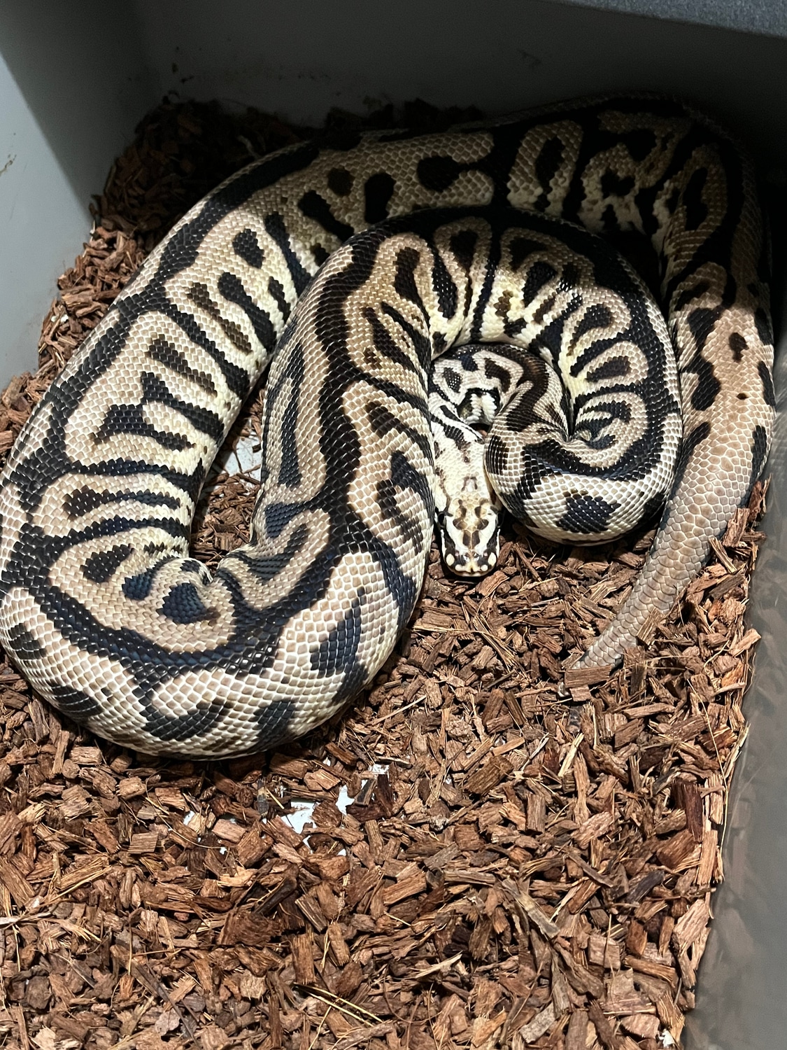 Leopard Pastel Spotnose Yellowbelly Ball Python by Chulix’s Little ...