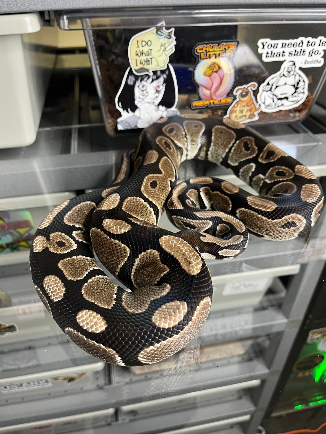 Axanthic Vpi Het Clown PB Ball Python by Chulix’s Little Reptiles ...