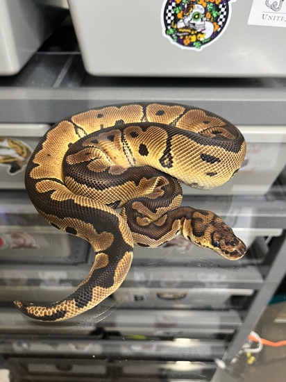 Clown Het Axanthic VPI Ball Python by Chulix’s Little Reptiles