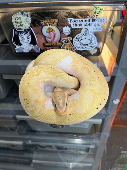 Banana Pied Ball Python by Chulix’s Little Reptiles