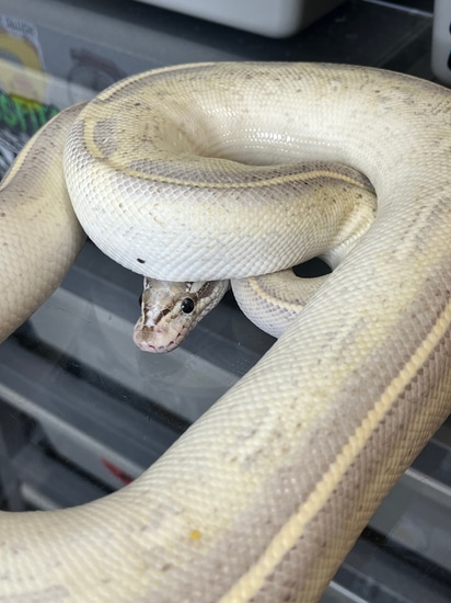 Fire Highway Ball Python by Chulix’s Little Reptiles