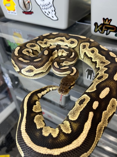 Savannah (Cinnamon/Mojave) Ball Python by Chulix’s Little Reptiles
